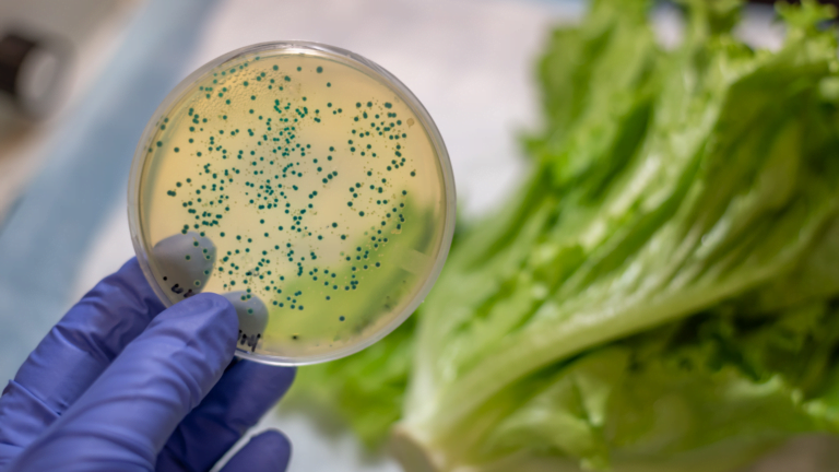 What are the four types of food safety hazards? How do you control them ...